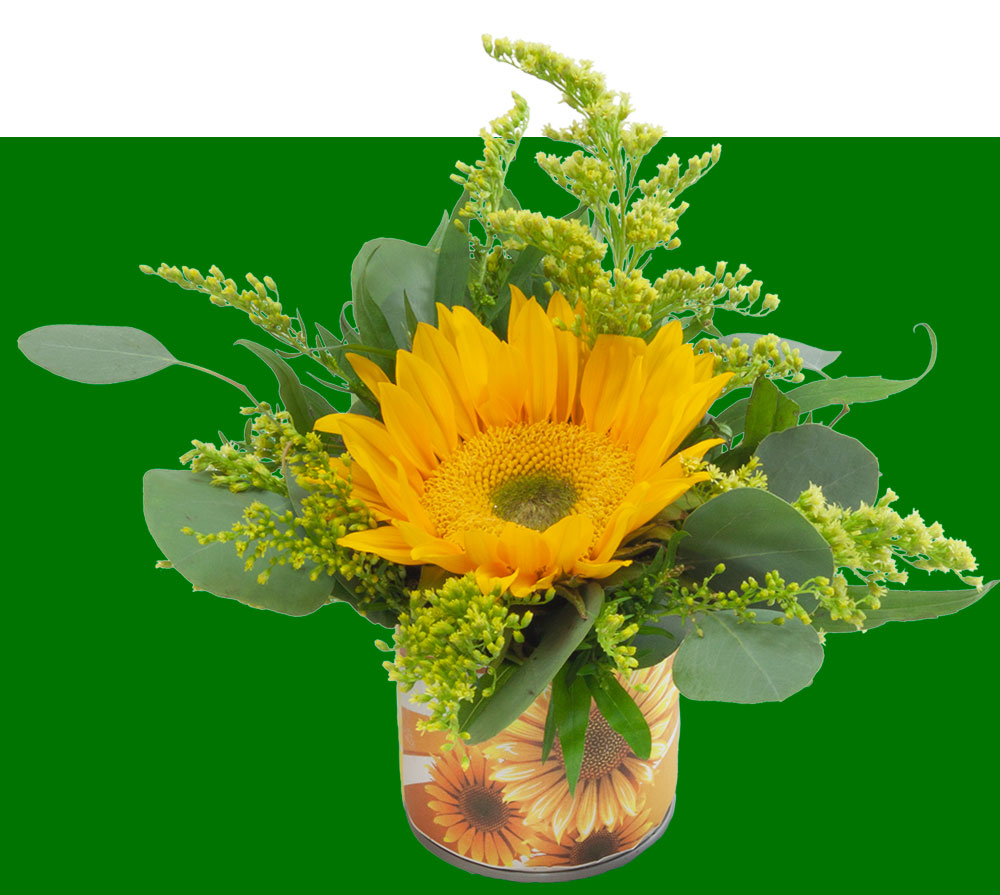 Sunflower Collection – JOLO FLOWERS