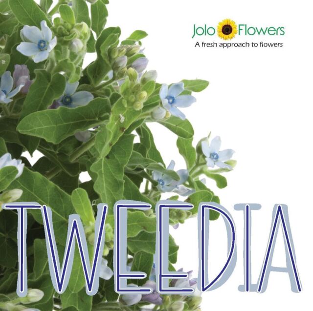 JOLO FLOWERS – A fresh approach to flowers